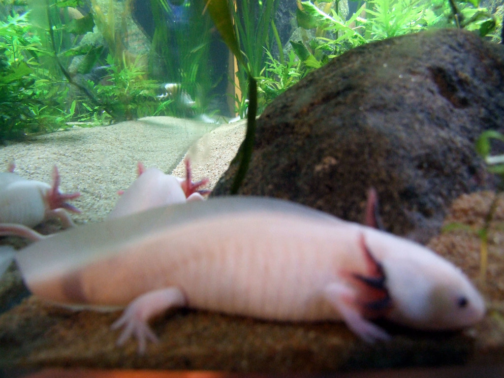 Male vs Female Axolotl: Discovering Physical Differences