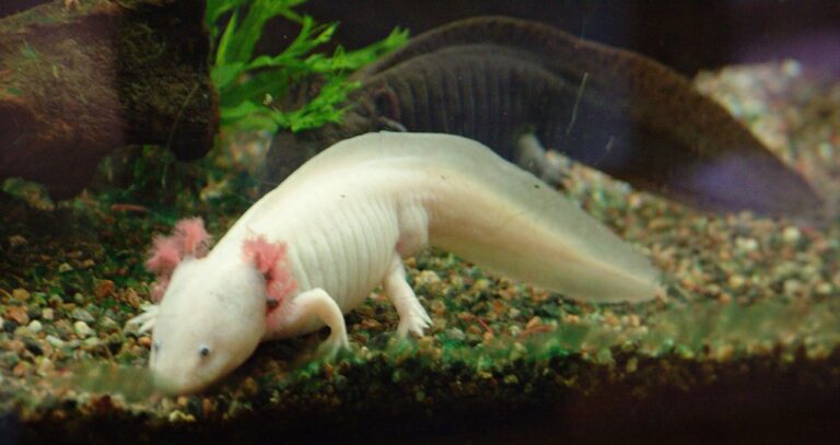 Male vs Female Axolotl: Discovering Physical Differences