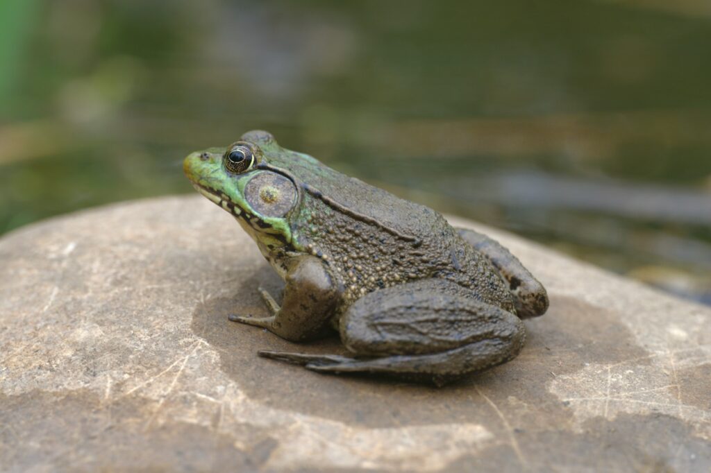How Often Do Frogs Shed Their Skin? Learning About Frogs
