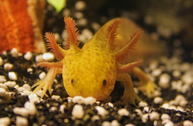 Male vs Female Axolotl: Discovering Physical Differences