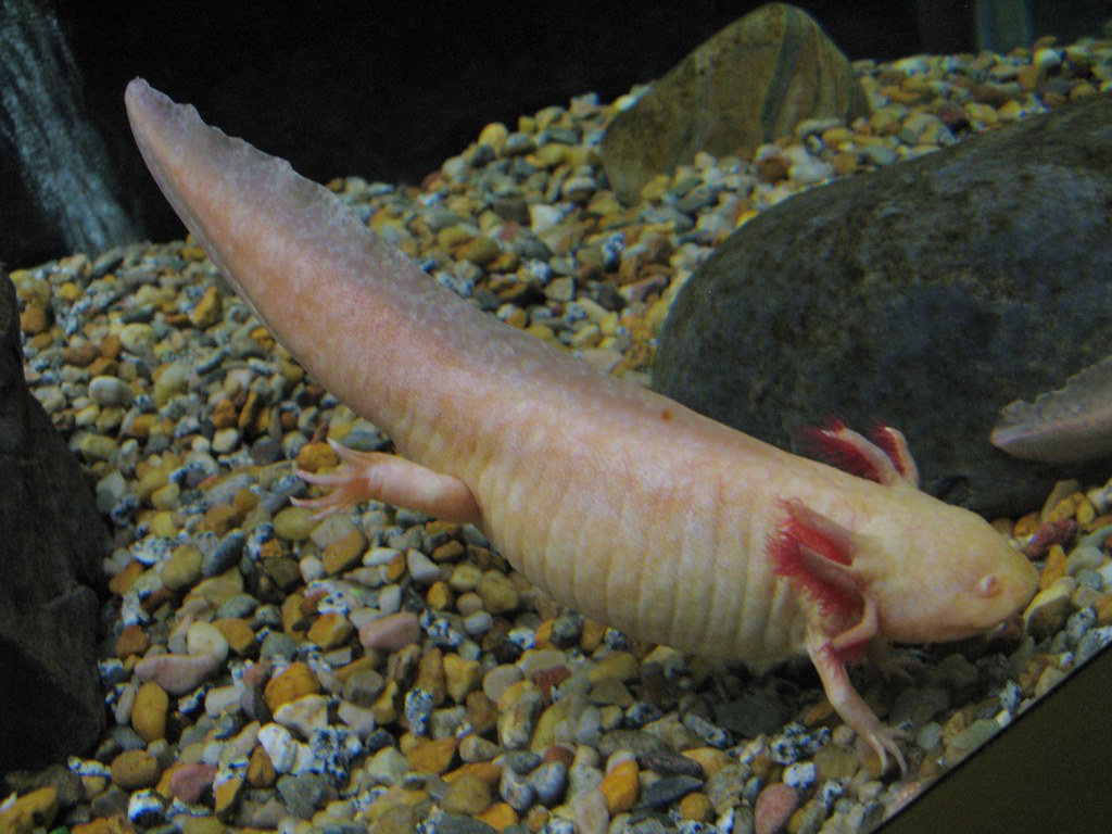 How Big Should an Axolotl Tank Be? Guide to Ideal Sizes