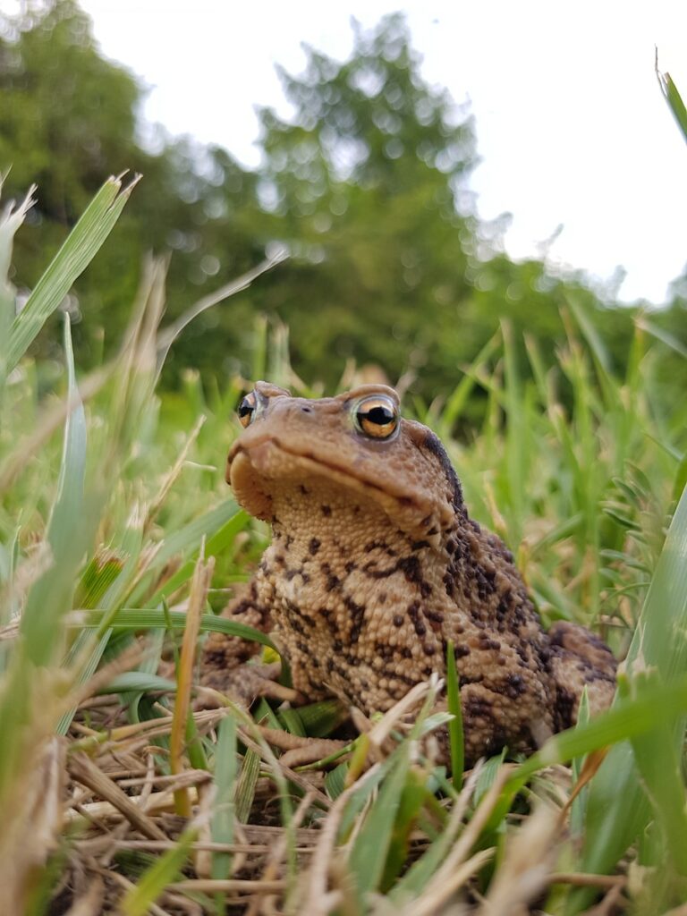 How Often Do Frogs Shed Their Skin? Learning About Frogs