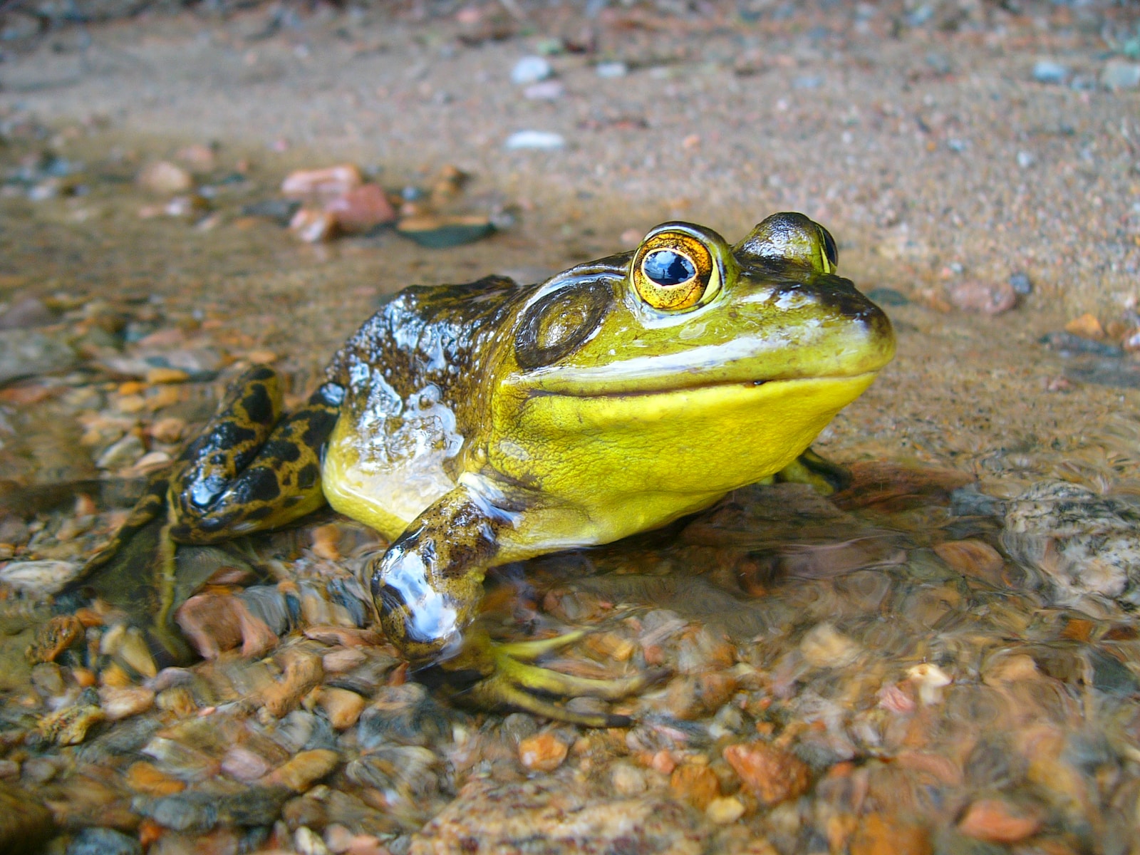 How Long Do Frogs Sleep? Finding Out Their Sleeping Patterns
