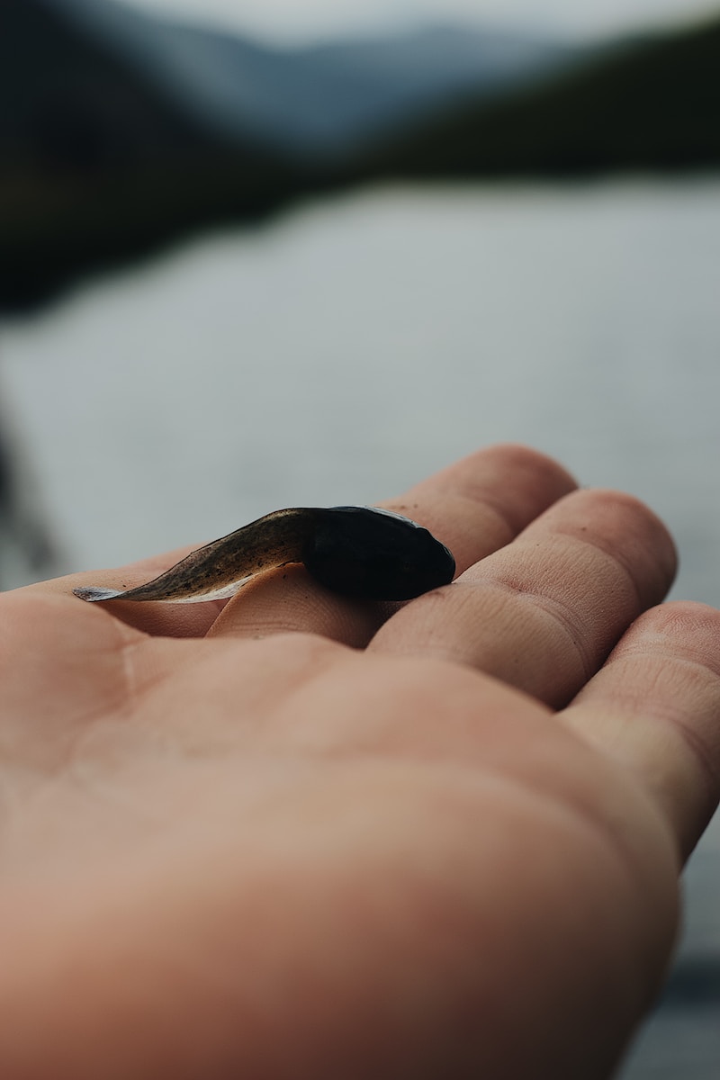 How Many Eggs Do Frogs Lay? Understanding Frog Reproduction