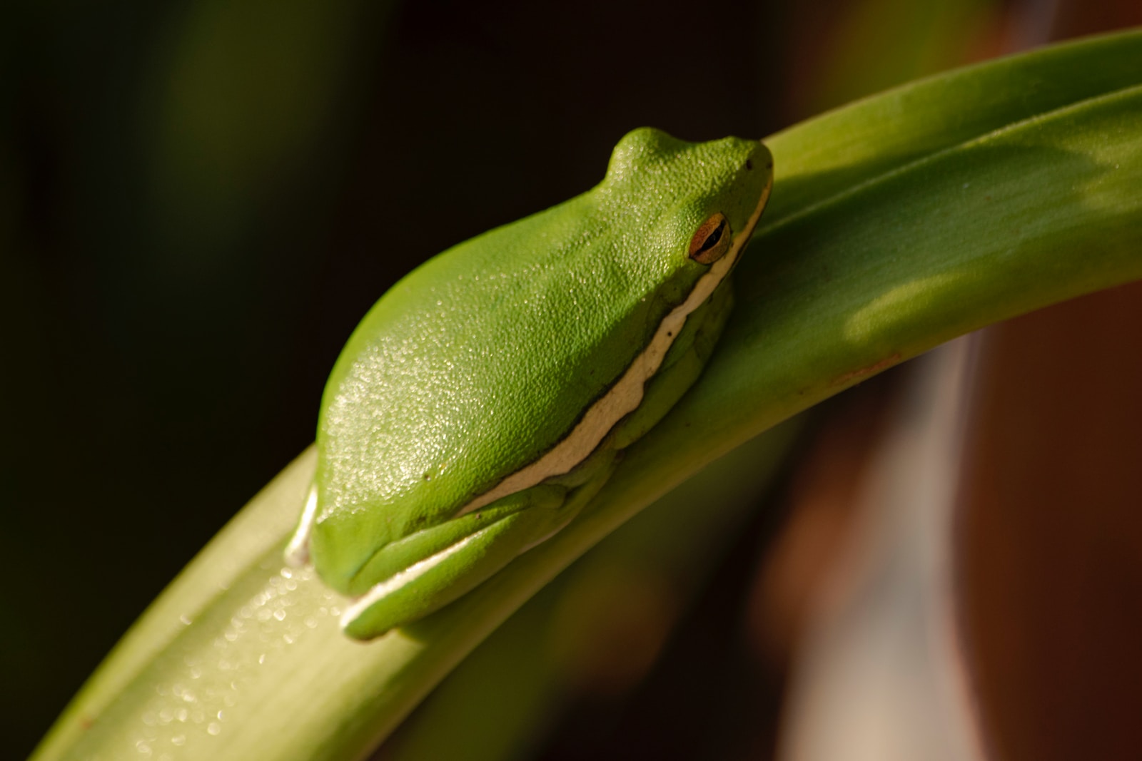 How Long Do Frogs Sleep? Finding Out Their Sleeping Patterns