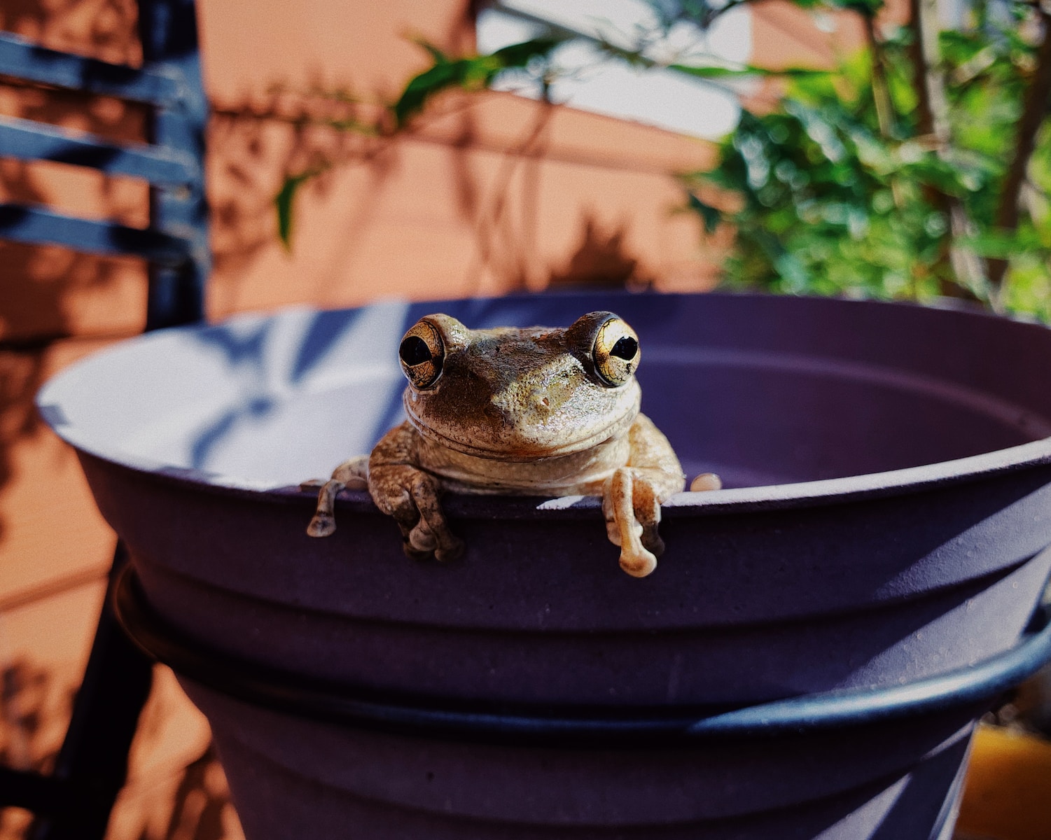 How Many Eyelids Do Frogs Have? Discovering More About Frogs