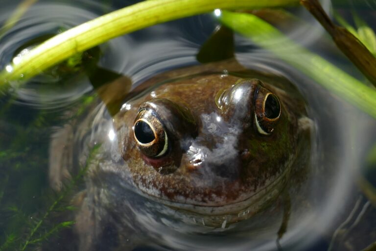 How Many Eyelids Do Frogs Have? Discovering More About Frogs