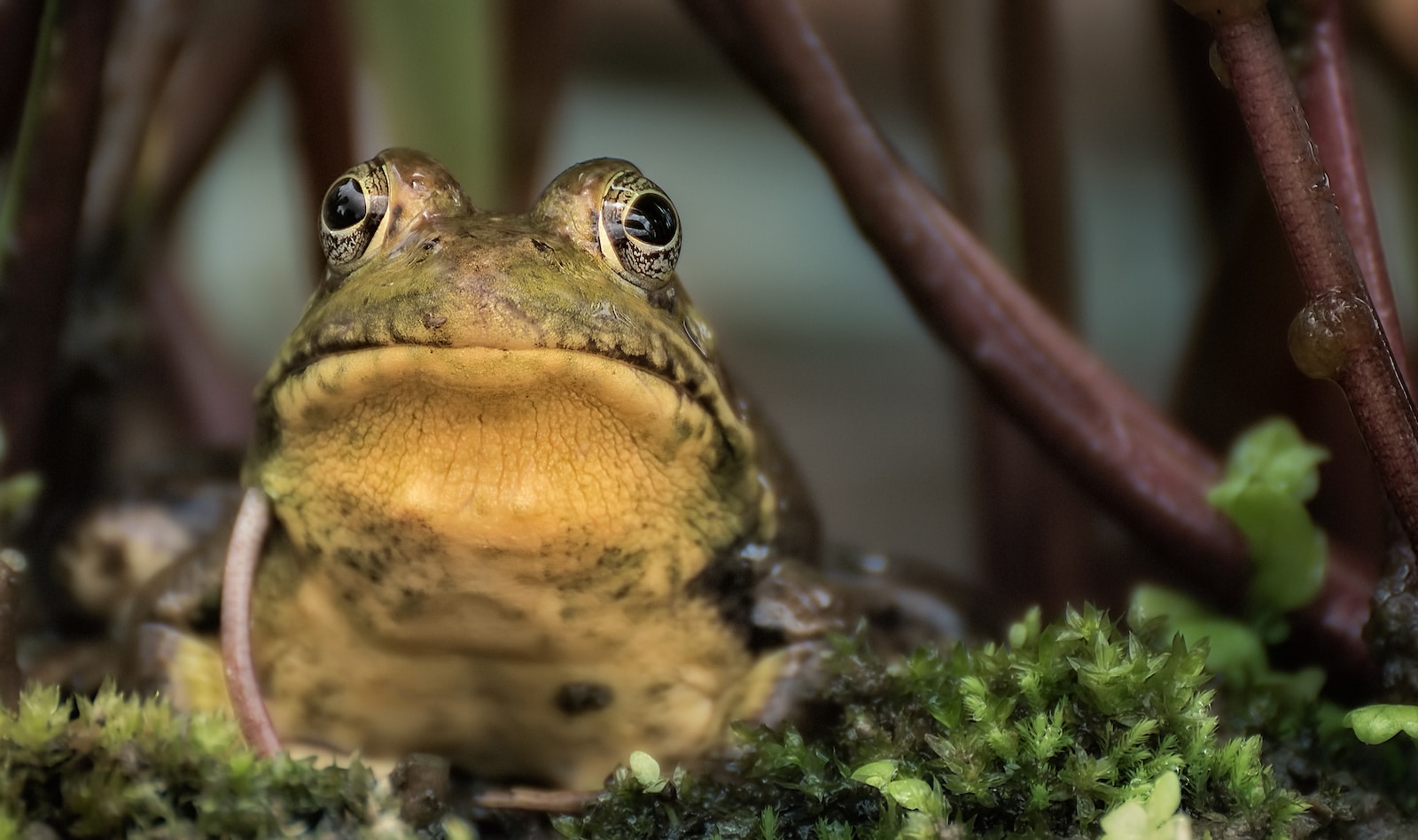 How Long Do Frogs Sleep? Finding Out Their Sleeping Patterns