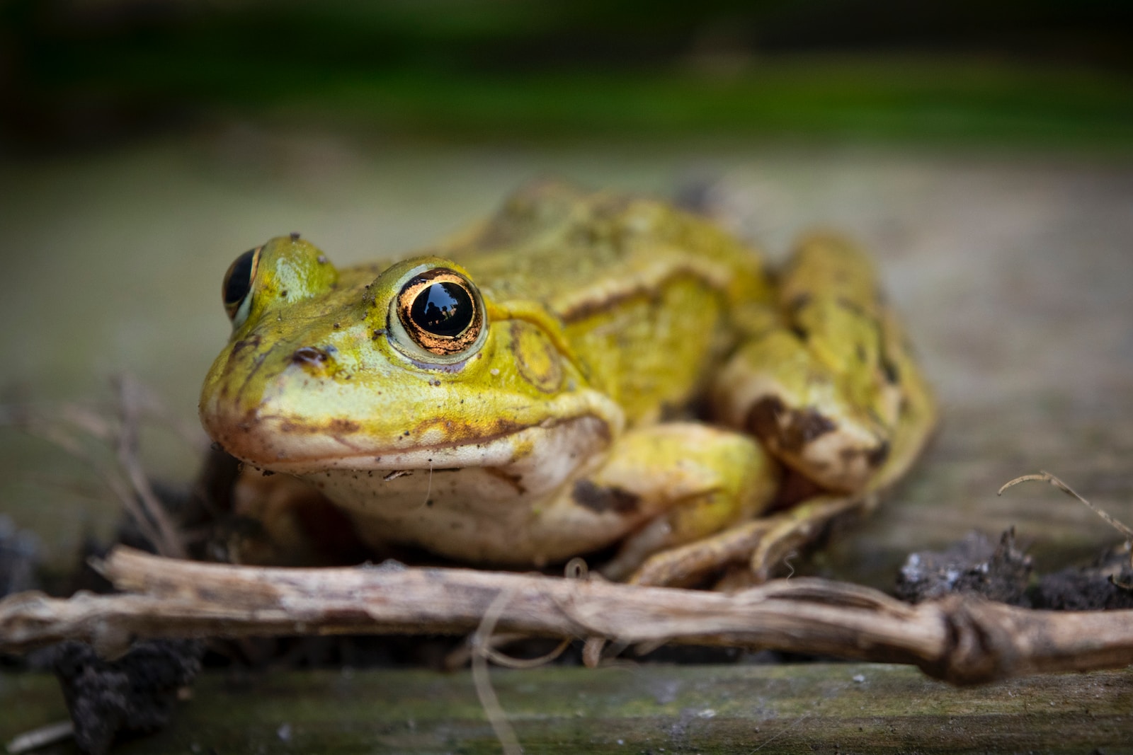 How Many Eyelids Do Frogs Have? Discovering More About Frogs