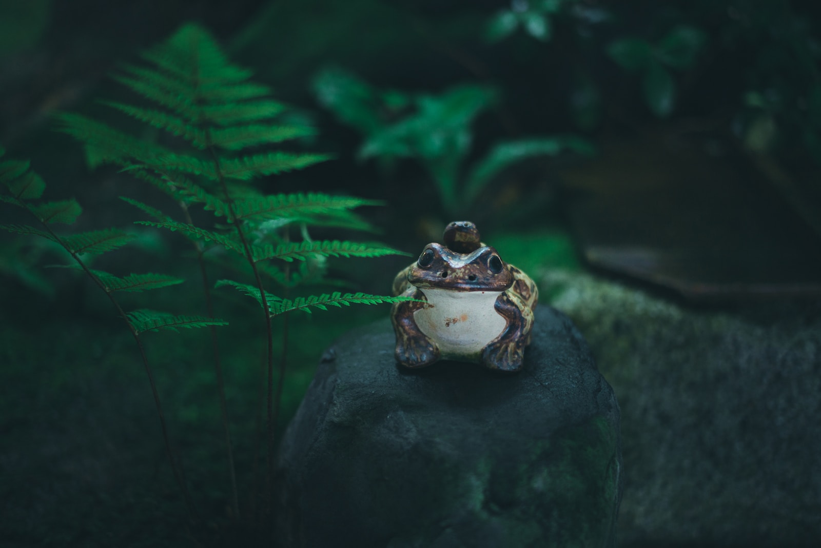 How Many Eyelids Do Frogs Have? Discovering More About Frogs
