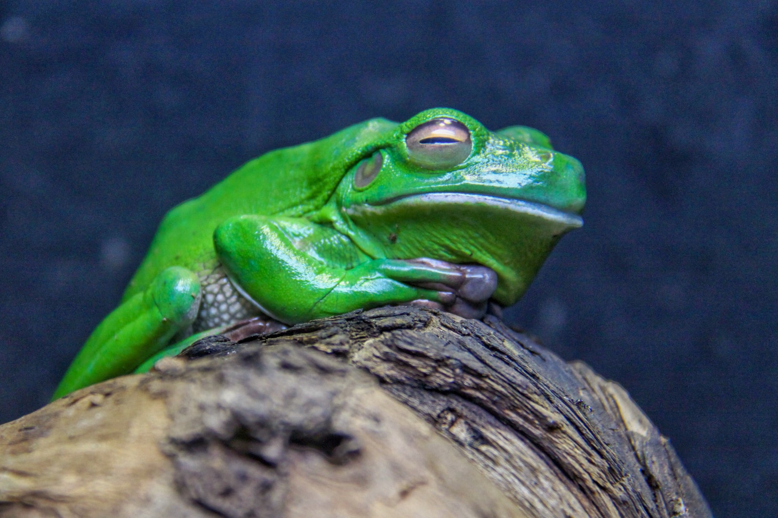 How Many Eyelids Do Frogs Have? Discovering More About Frogs