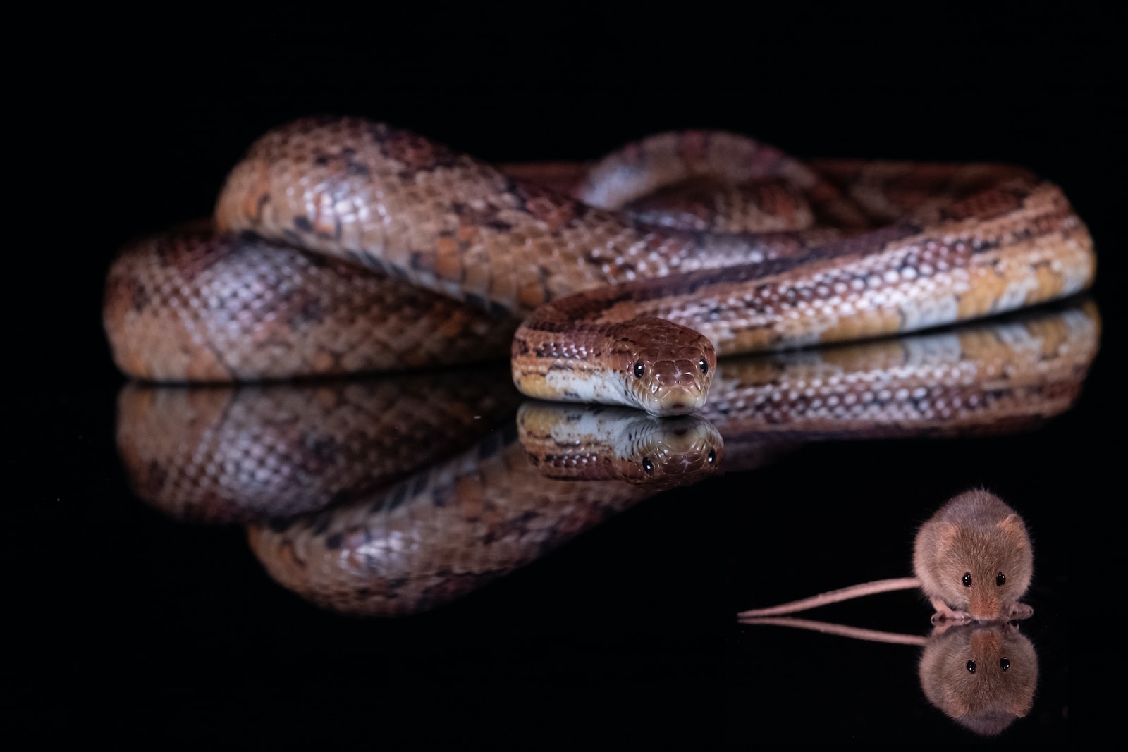Rat Snake vs King Snake: Learn Their Differences