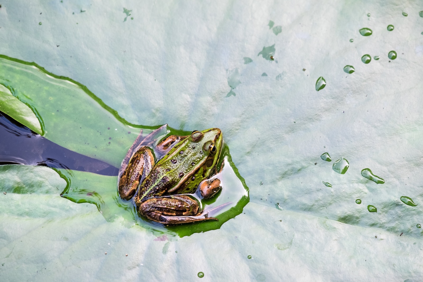How Often Do Frogs Shed Their Skin? Learning About Frogs