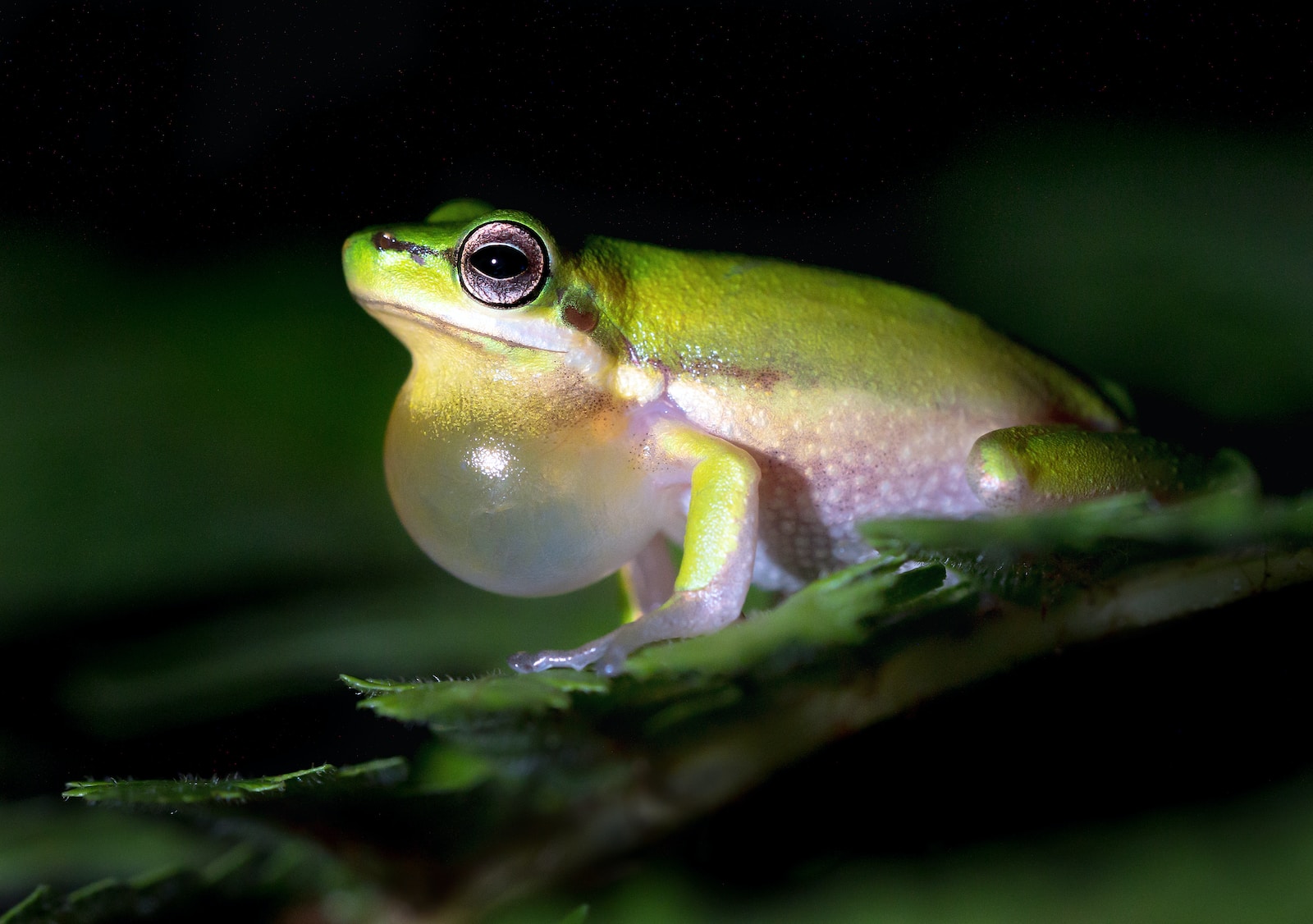 How to Stop African Dwarf Frogs from Mating: Tips and Tricks